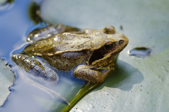 Common frog crouching on lily pad in a pond Stock Photo by westend61