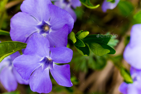 Vinca minor, common names lesser periwinkle or dwarf periwinkle in ...
