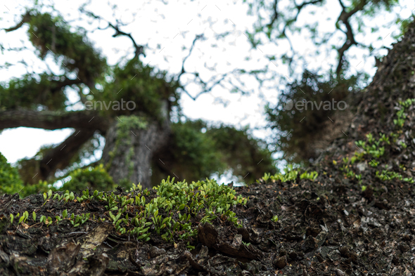 Branches of big samanea saman trees with sky background Stock Photo by ...