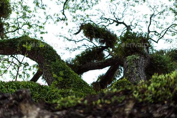 Branches of big samanea saman trees with sky background Stock Photo by ...