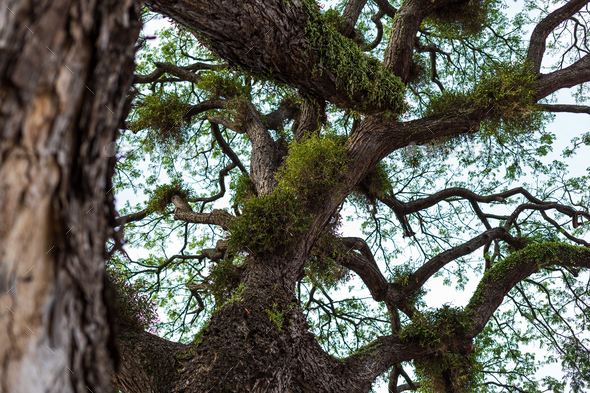 Branches of big samanea saman trees with sky background Stock Photo by ...