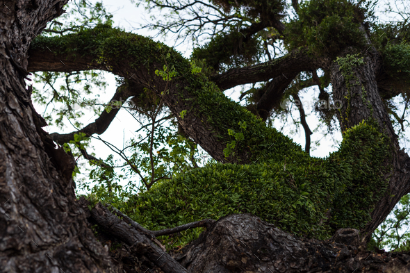 Branches of big samanea saman trees with sky background Stock Photo by ...