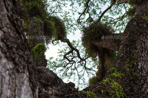 Branches of big samanea saman trees with sky background Stock Photo by ...