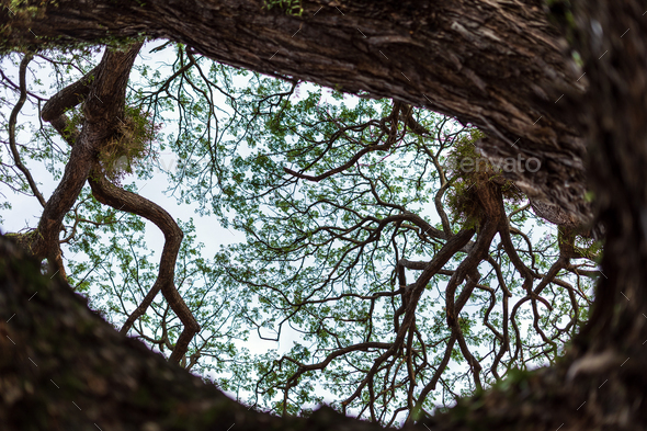 Branches of big samanea saman trees with sky background Stock Photo by ...