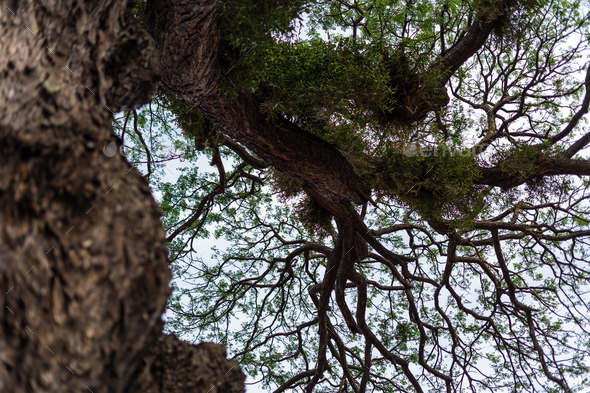 Branches of big samanea saman trees with sky background Stock Photo by ...