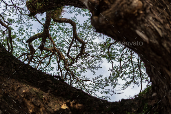 Branches of big samanea saman trees with sky background Stock Photo by ...