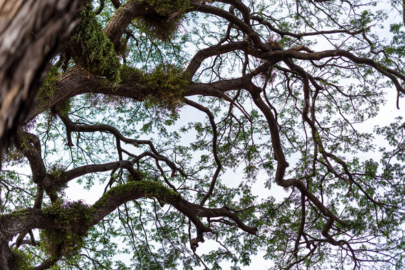 Branches of big samanea saman trees with sky background Stock Photo by ...