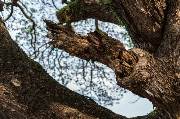 Branches of big samanea saman trees with sky background Stock Photo by ...