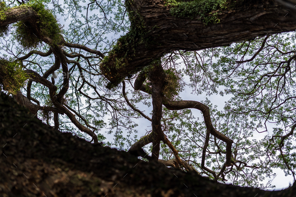 Branches of big samanea saman trees with sky background Stock Photo by ...