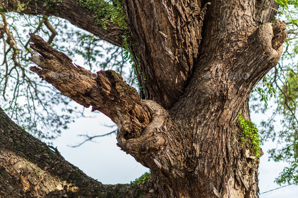 Branches of big samanea saman trees with sky background Stock Photo by ...