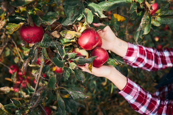 Woman picking ripe apples on farm. Farmer grabbing apples from tree in ...