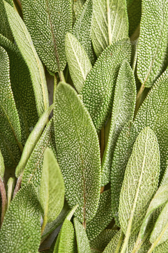 Sage. Bunch of fresh green leaves. Herb sage abstract texture ...