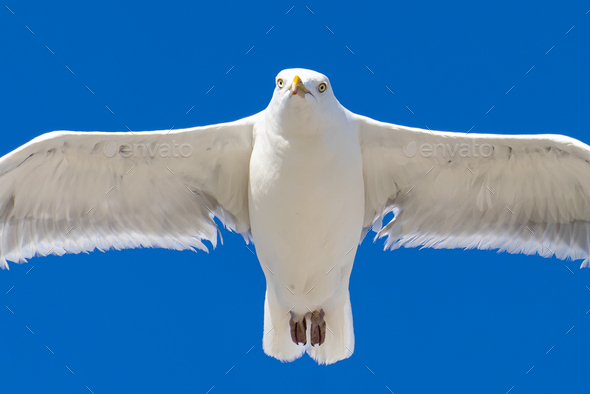 Flying seagull, view from below Stock Photo by frimufilms | PhotoDune