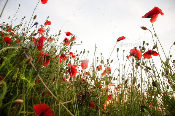 Field of poppies. Nature summer wild flowers. Red flower poppies plant ...