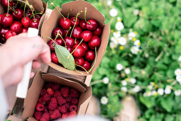 Woman's hand holds a Carrying basket with boxes full of freshly picked ...
