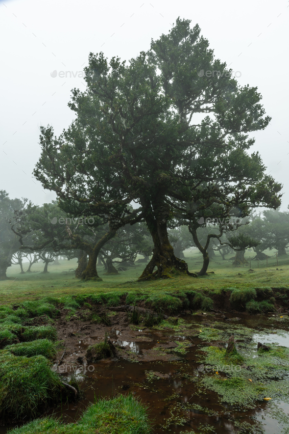 Fanal Forest in Madeira, Portugal. Ancient Laurel trees in misty fog ...
