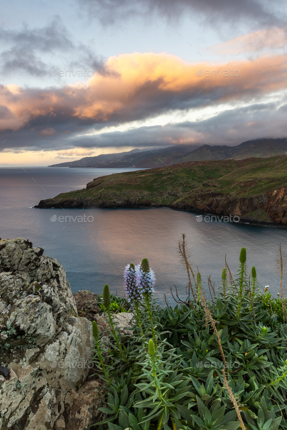 Ponta de Sao Lourenco, Madeira , Portugal. Spring flowers at cliffs in ...