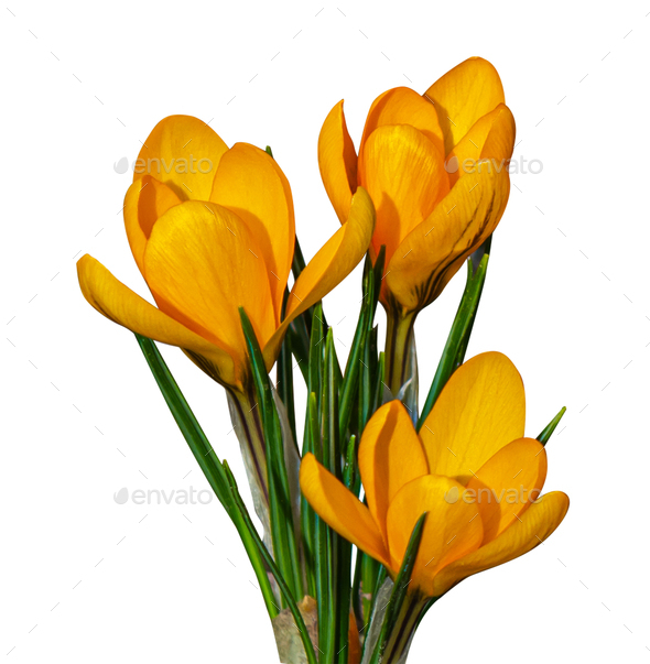 Yellow Crocus flowers in spring isolated on white background. Object ...