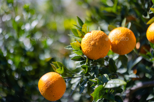 Orange tree in orange garden Stock Photo by leungchopan | PhotoDune