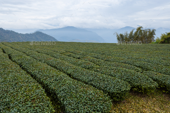 Tea field in Shizhuo Trails at Alishan of Taiwan Stock Photo by leungchopan