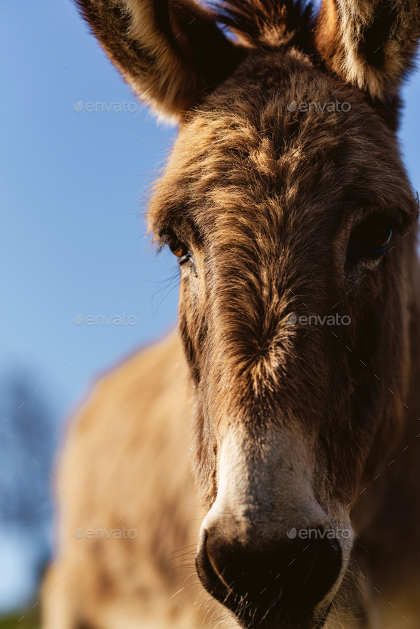 portrait of a donkey Stock Photo by Meniphoto | PhotoDune
