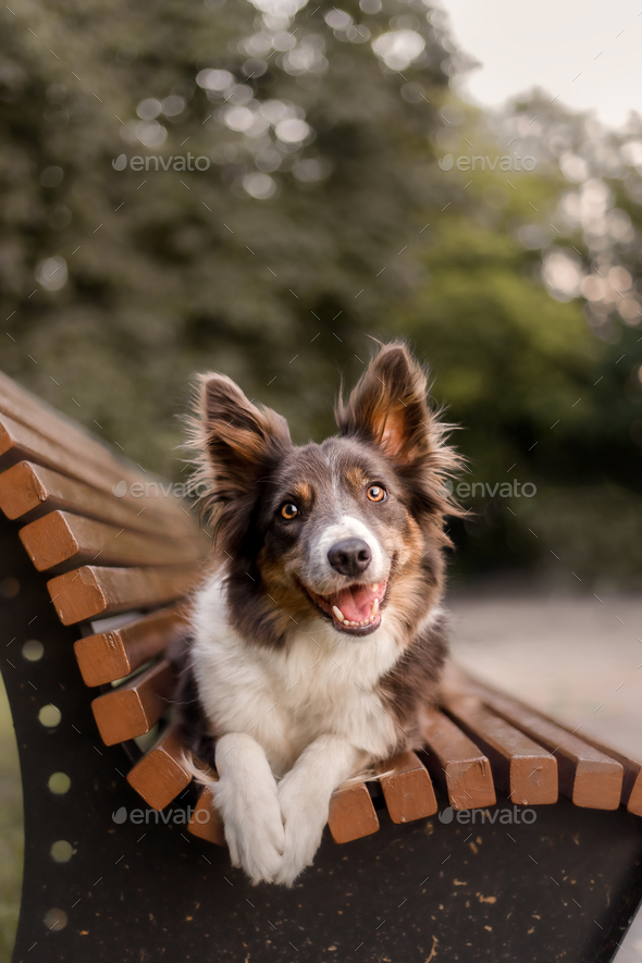 A border collie dog is laying on a bench Stock Photo by Olga_Ovcharenko