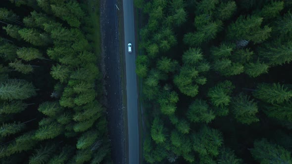 Aerial View of Car Riding on the Road in the Coniferous Forest Among ...