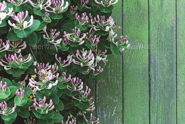 Perfoliate Honeysuckle (Lonicera caprifolium) blooming wood-stemmed ...