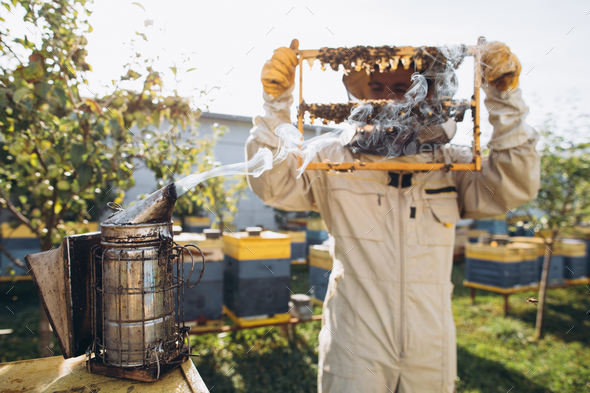 Beekeeping queen cell for larvae queen bees. Male beekeeper in apiary ...