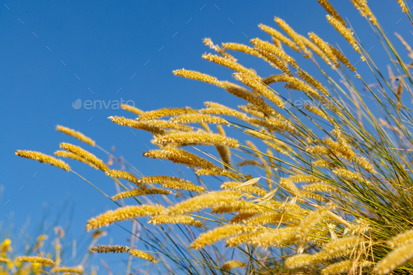 Reeds sway in the wind against the blue sky Stock Photo by YouraPechkin