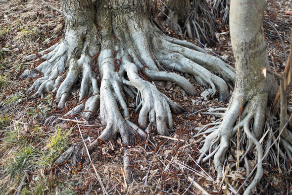 Close-up tree roots and green forest. big tree with visible big roots ...