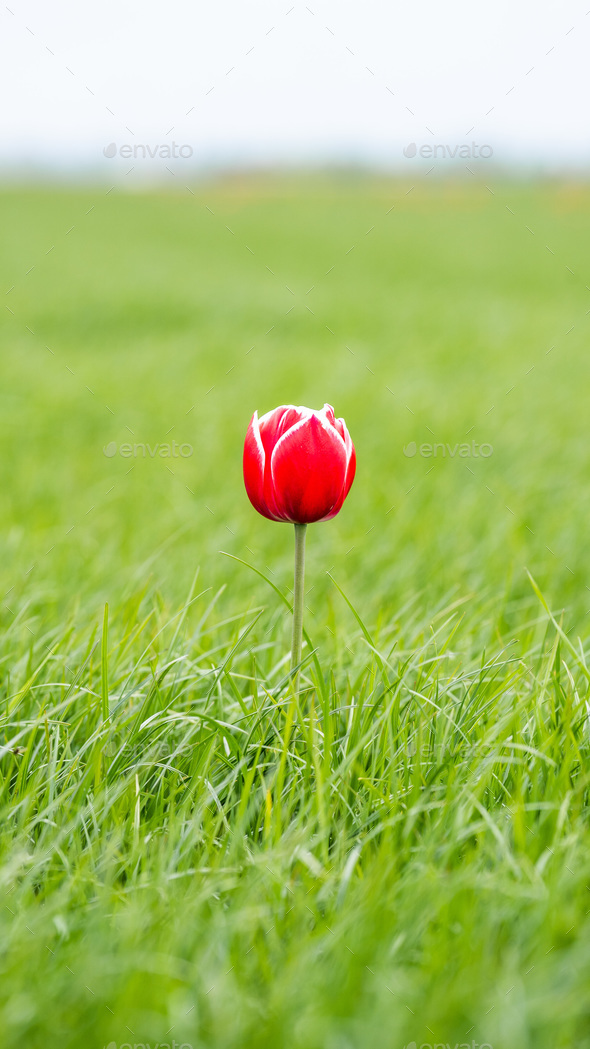 Single one tulip, lonely, captured in The Netherlands during Spring ...