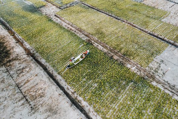 Aerial Drone Photo of Seaweed Farms in Nusa Lembongan Ceningan Bali ...