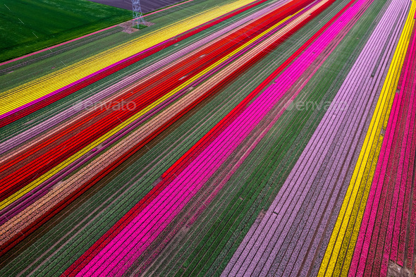 Aerial drone photo of tulip fields in The Netherlands during Spring ...
