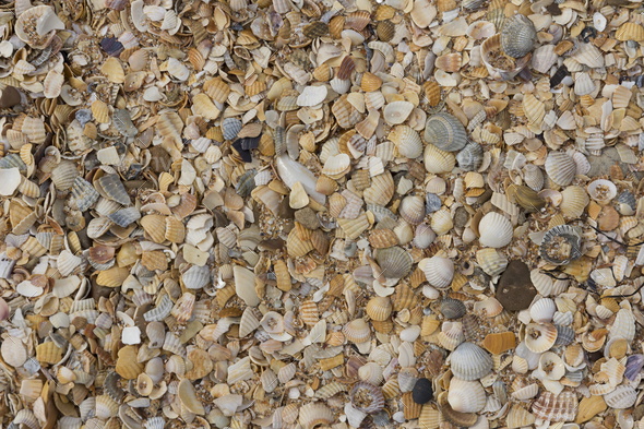 sea shells background Stock Photo by aarrows | PhotoDune