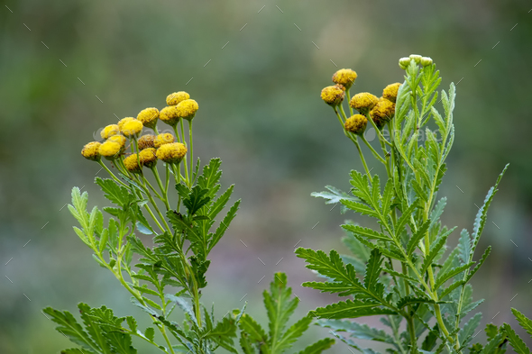 Tansy Leaves
