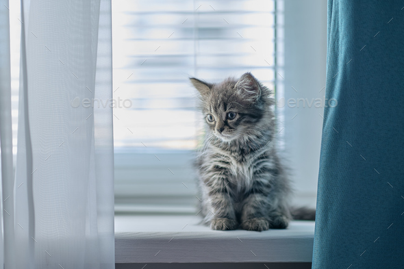 small Grey cat sitting near window. little kitty sits on a window sill ...