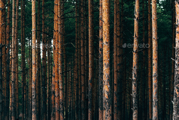 Tall pine tree trunks at Zlatibor mountain forest landscape Stock Photo ...