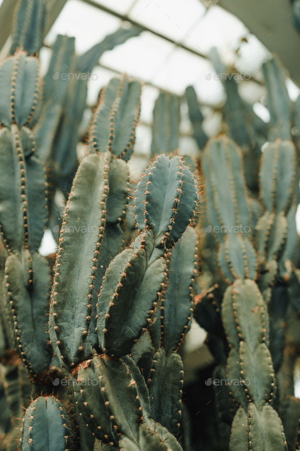 Botanica cactus plant texture background. Cactus in the desert. High ...