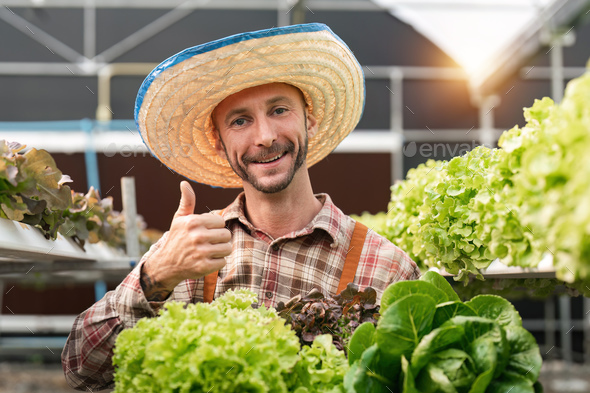 Farmer harvesting vegetable from hydroponics farm. Organic fresh ...