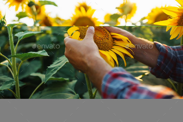 Farmer in the sunflower field. Farmer's hand touches blooming sunflower ...
