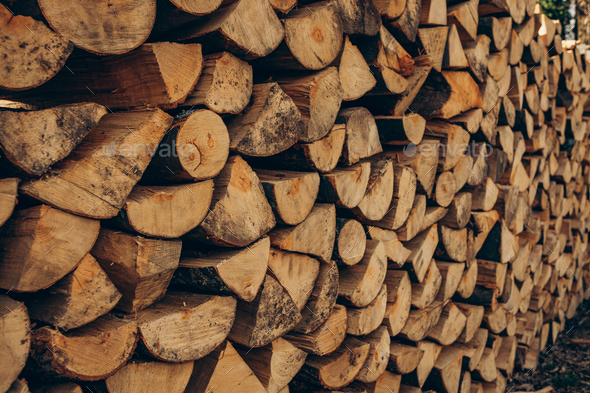 background of tree trunks, close-up of a fence made of tree logs. a lot ...
