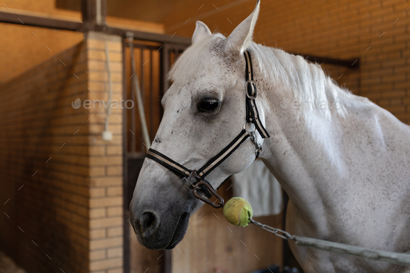 one horse gray-white color in stable Stock Photo by kseniia_ph | PhotoDune
