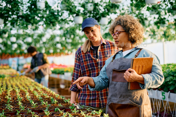 Female workers analyzing growth of seedlings in plant nursery. Stock ...