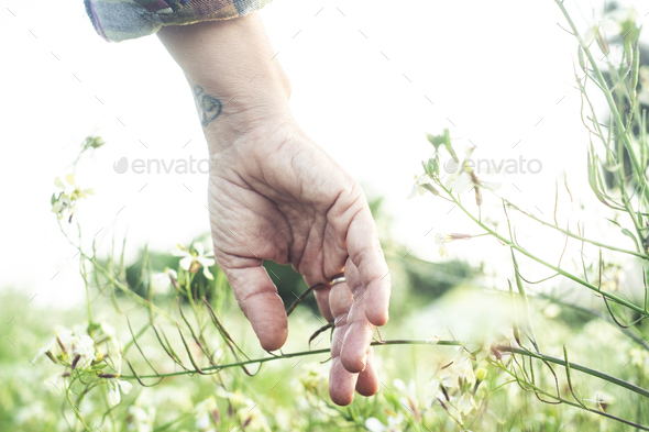 Close up of hand touching softly green grass and blossom. Welcome ...