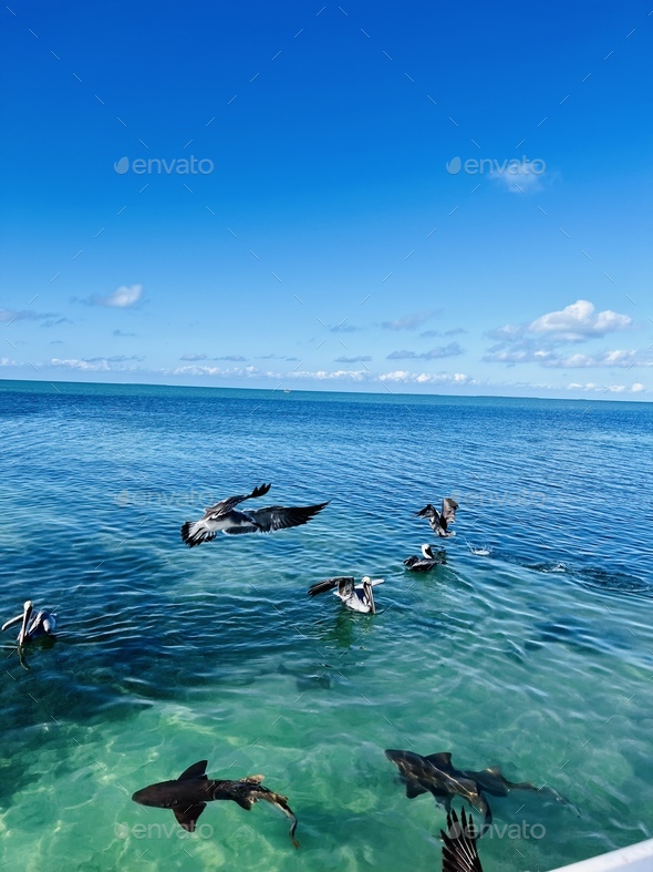 Pelicans flying above the sharks. Stock Photo by marisap7 | PhotoDune