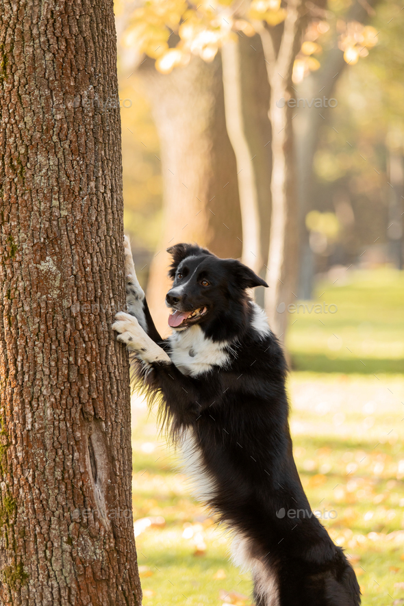 A dog standing on its hind legs with its paws on a tree trunk Stock ...