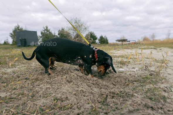 A dog digging in the mud Stock Photo by Olga_Ovcharenko | PhotoDune