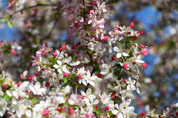 Pink and white blossoms of a flowering weeping crabapple tree - nature ...