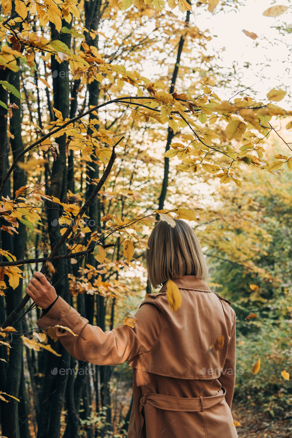 Back view of woman walking in autumn forest and touching tree branch ...